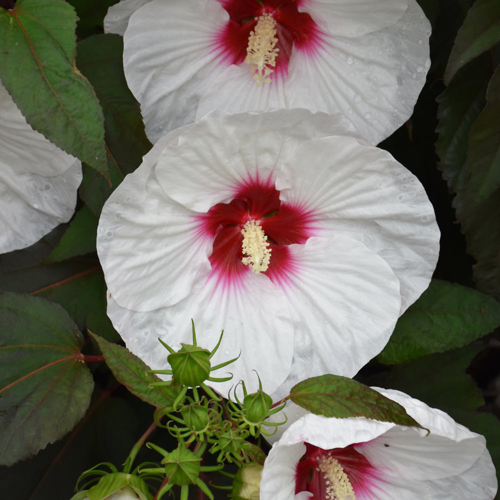 HIBISCUS MOCHA MOON – Knippel Garden Centre