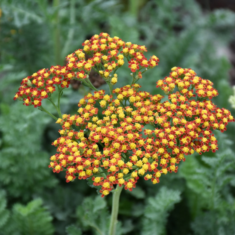 ACHILLEA SASSY SUMMER SUNSET – Knippel Garden Centre