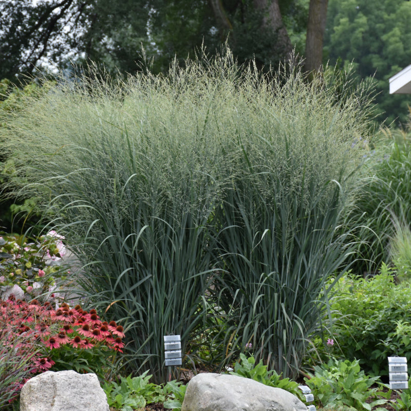 PANICUM PRAIRIE WINDS TOTEM POLE – Knippel Garden Centre