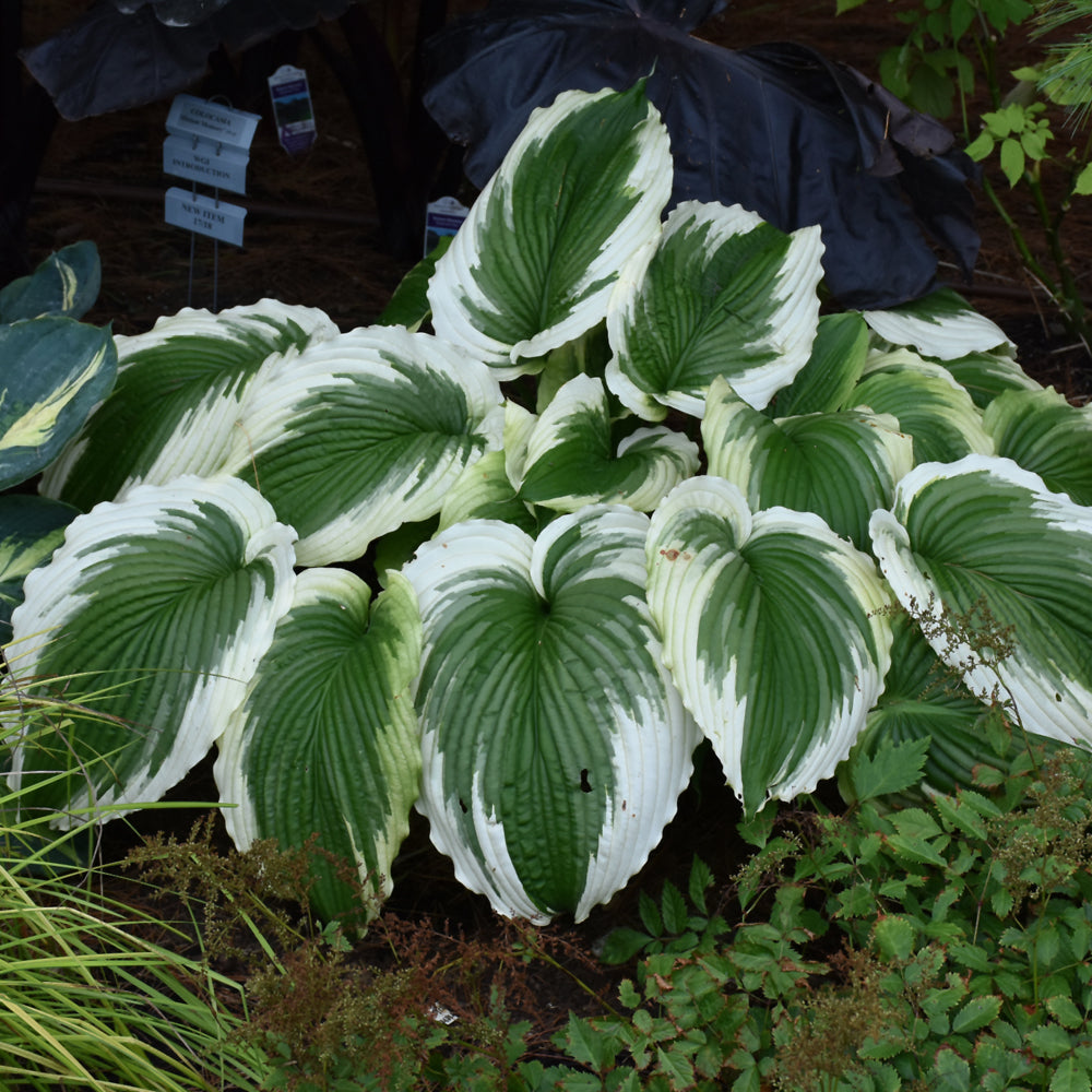 HOSTA BRIDAL FALLS – Knippel Garden Centre