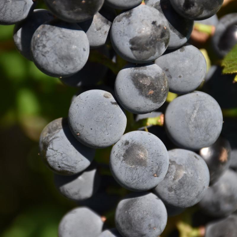 GRAPE FREDONIA – Knippel Garden Centre