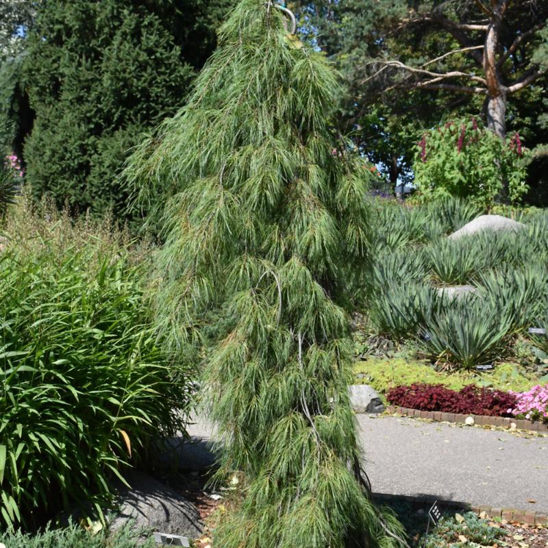 PINE ANGEL FALLS – Knippel Garden Centre
