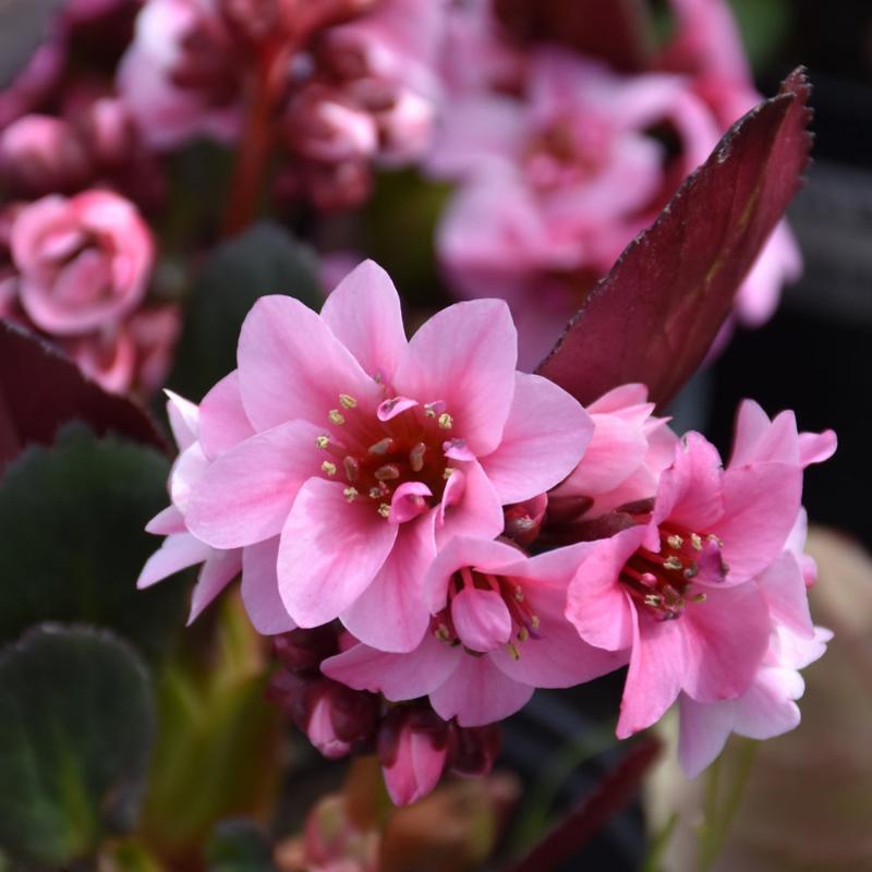 BERGENIA DRAGON FLY SAKURA – Knippel Garden Centre