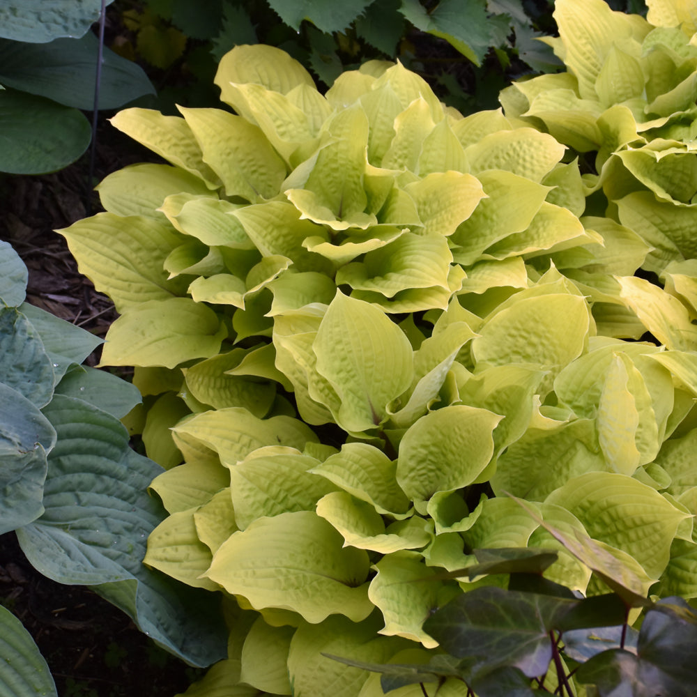 HOSTA FIRE ISLAND – Knippel Garden Centre