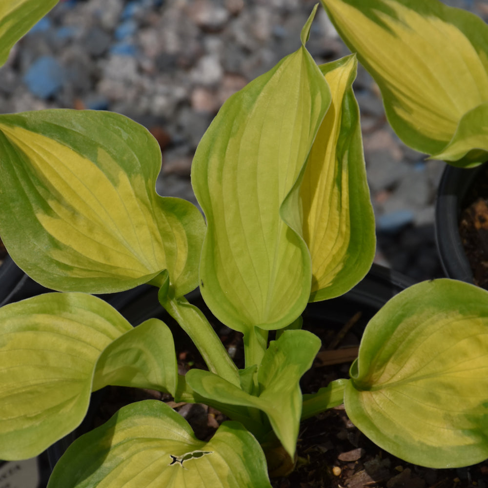 HOSTA LAKESIDE BANANA BAY – Knippel Garden Centre