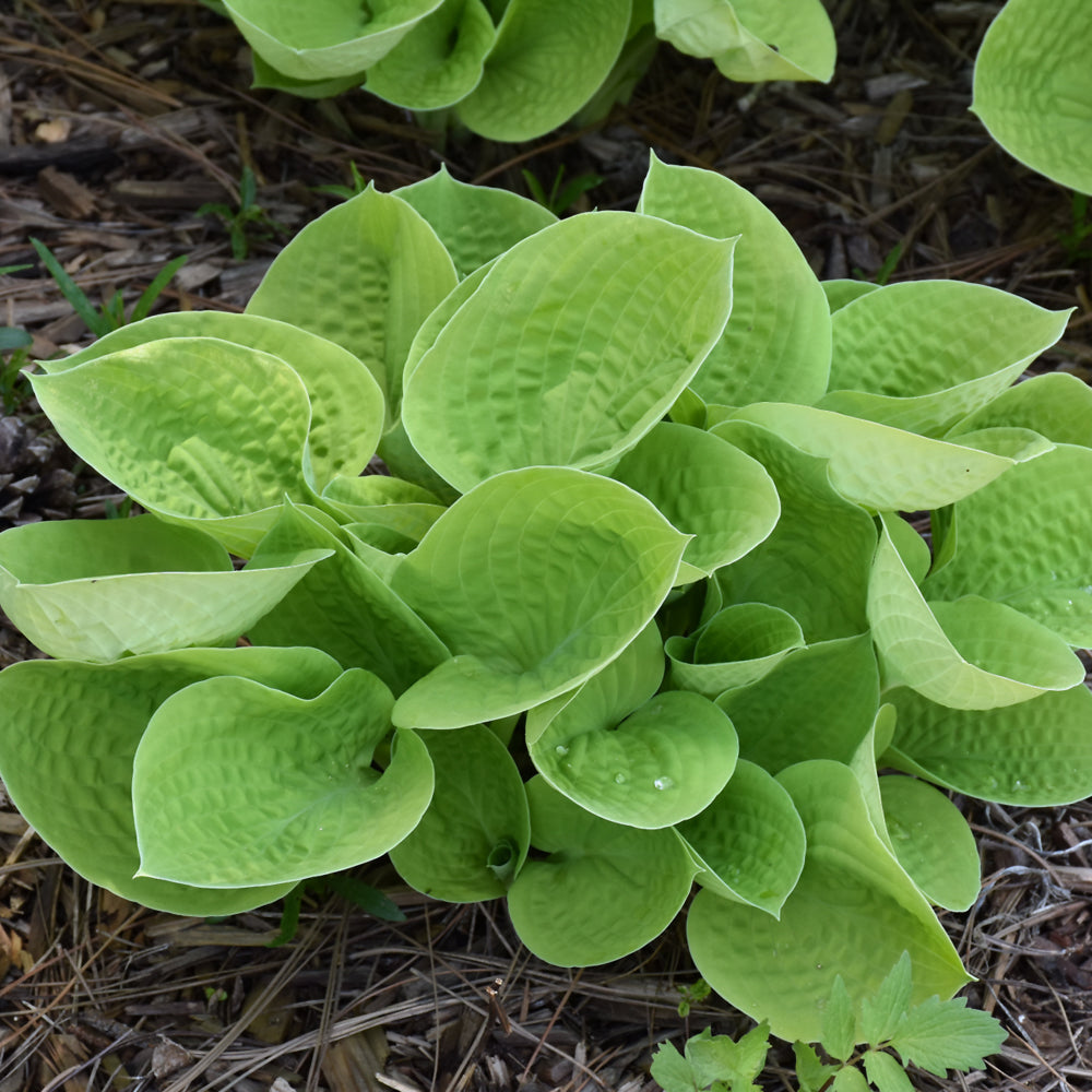 HOSTA MAUI BUTTERCUPS – Knippel Garden Centre