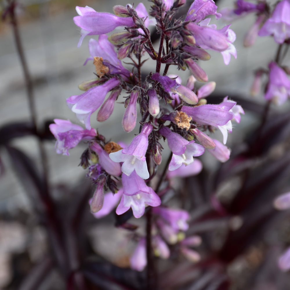 PENSTEMON MIDNIGHT MASQUERADE – Knippel Garden Centre