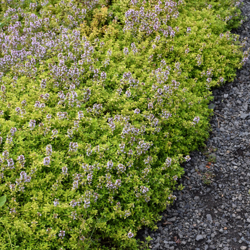 THYMUS GOLDEN LEMON – Knippel Garden Centre