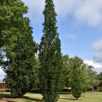 Columnar Trees – Knippel Garden Centre