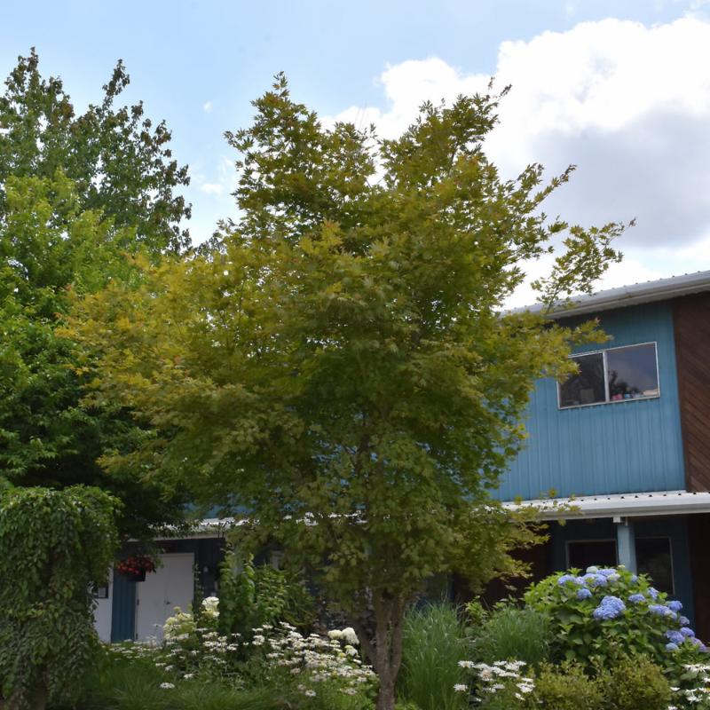 MAPLE NORTHERN GLOW – Knippel Garden Centre