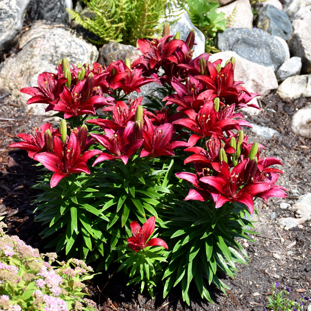LILIUM TINY ROCKET – Knippel Garden Centre