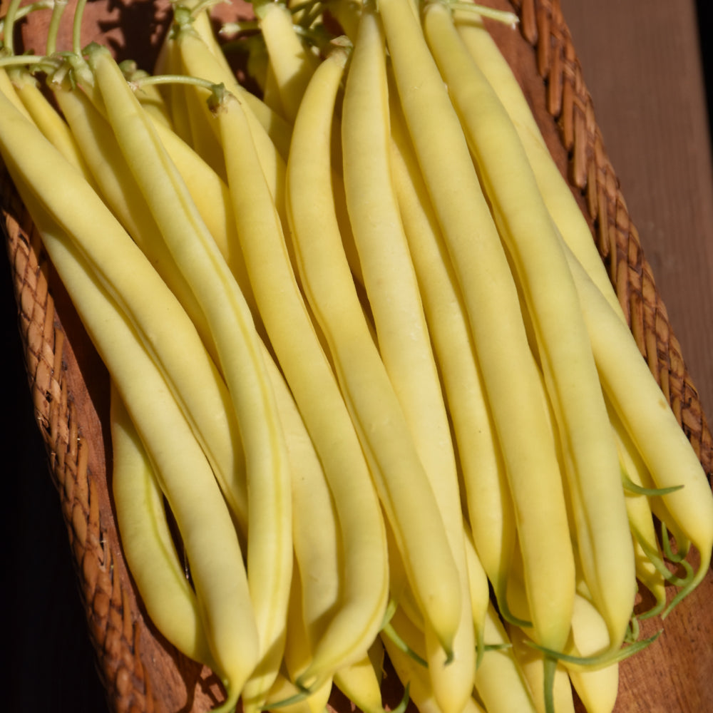 Seed- Beans Pencil Pod Black – Knippel Garden Centre