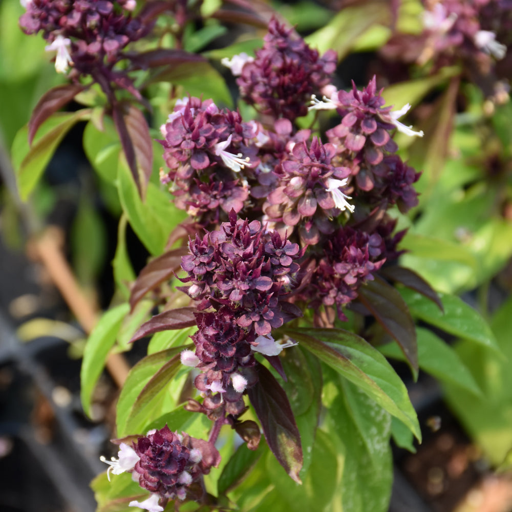 Seed- Basil Siam Queen – Knippel Garden Centre