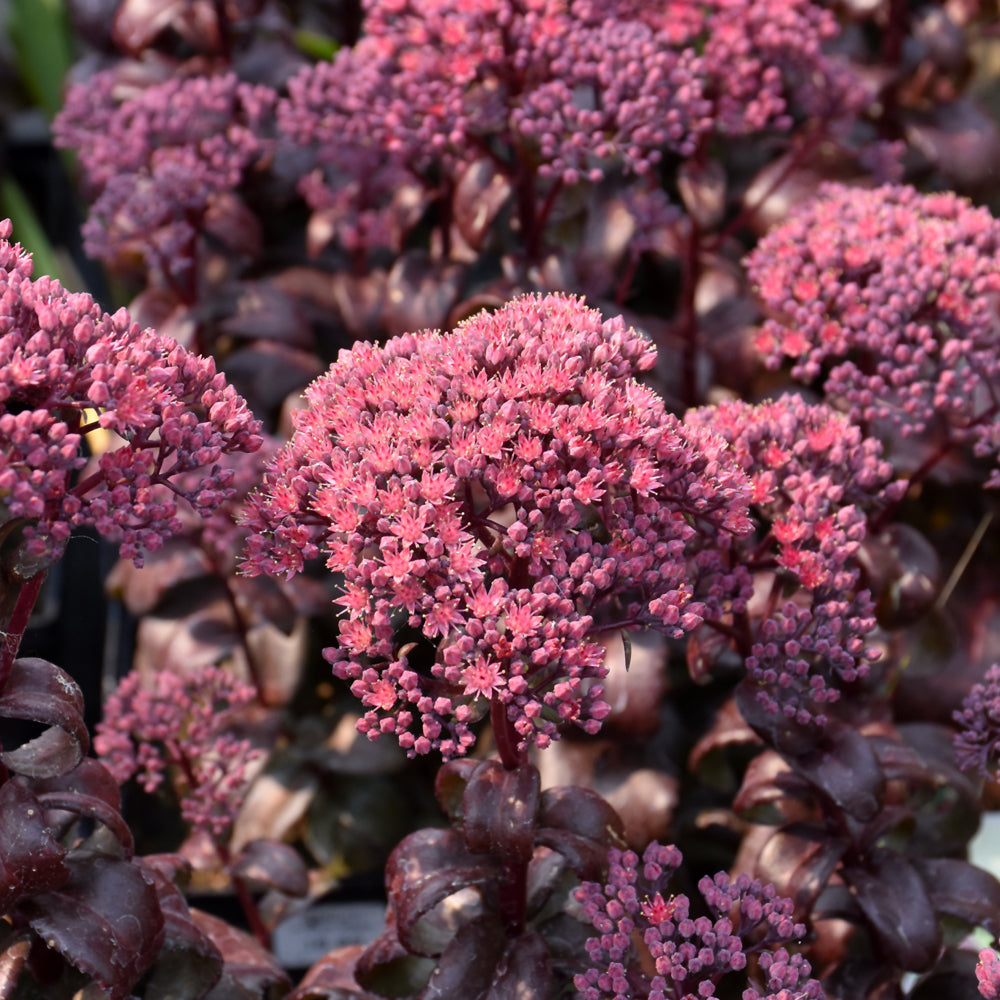 SEDUM DARK MAGIC – Knippel Garden Centre