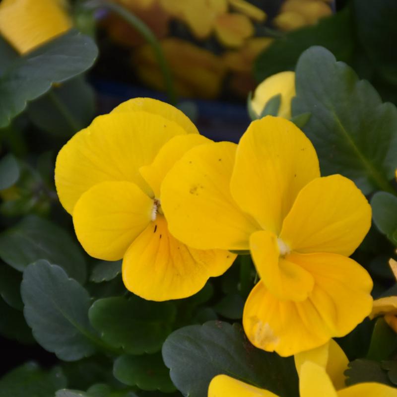 VIOLA PENNY CLEAR YELLOW – Knippel Garden Centre