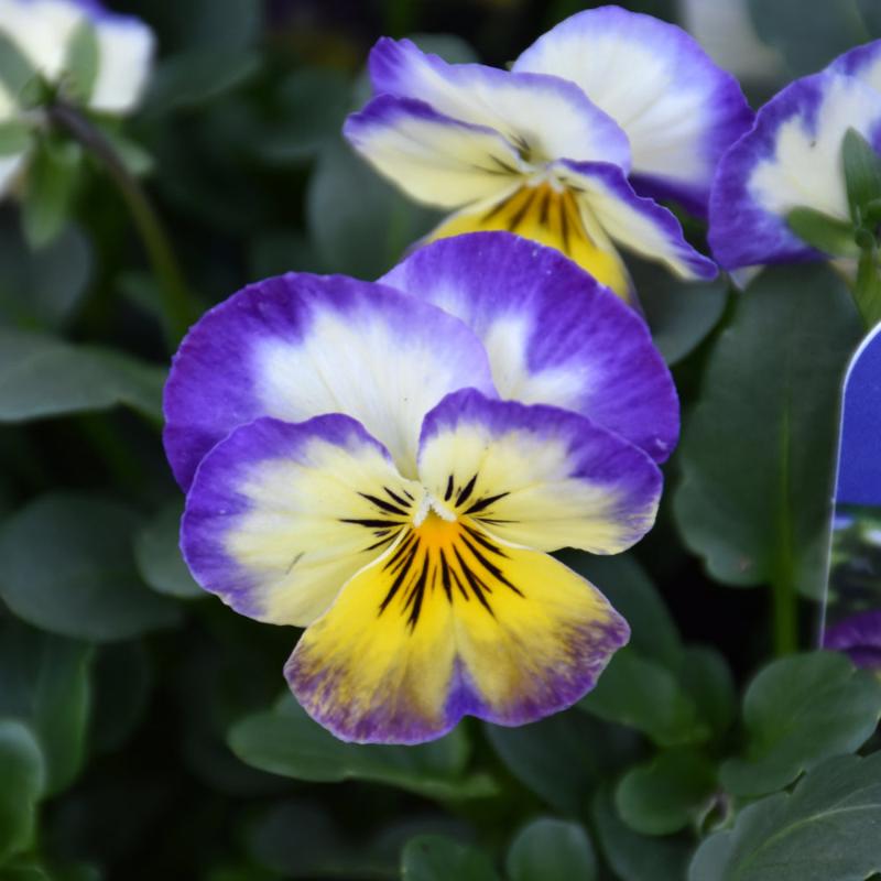 VIOLA PENNY PRIMROSE PICOTEE – Knippel Garden Centre