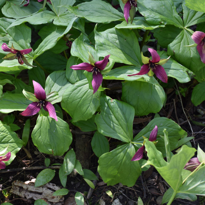 TRILLIUM ERECTUM – Knippel Garden Centre