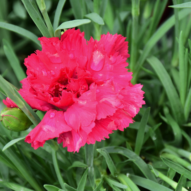 DIANTHUS CRANBERRY COCKTAIL – Knippel Garden Centre