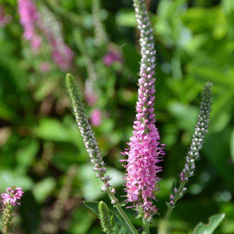 VERONICA PERFECTLY PICASSO – Knippel Garden Centre