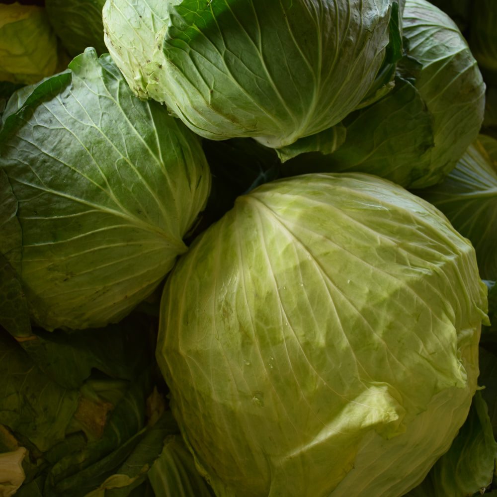Seed - Cabbage Late Flat Dutch – Knippel Garden Centre
