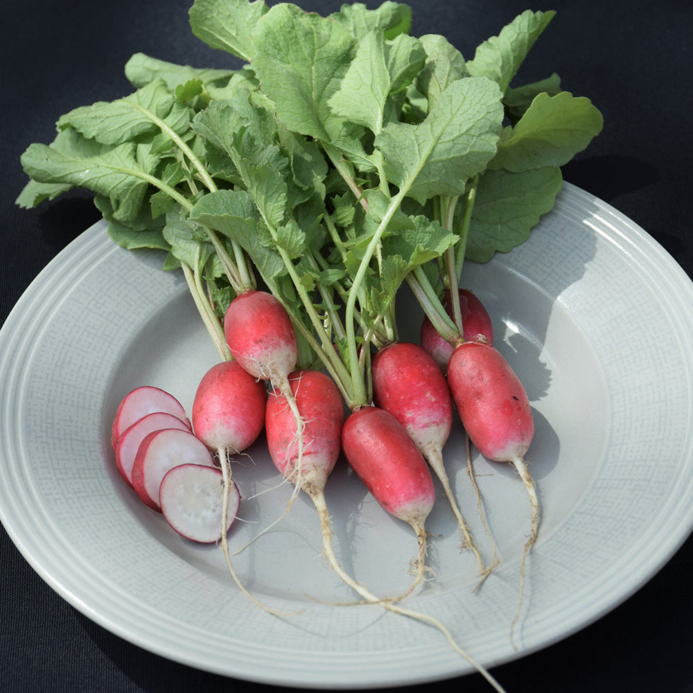Seed- Summer Radish French Breakfast – Knippel Garden Centre