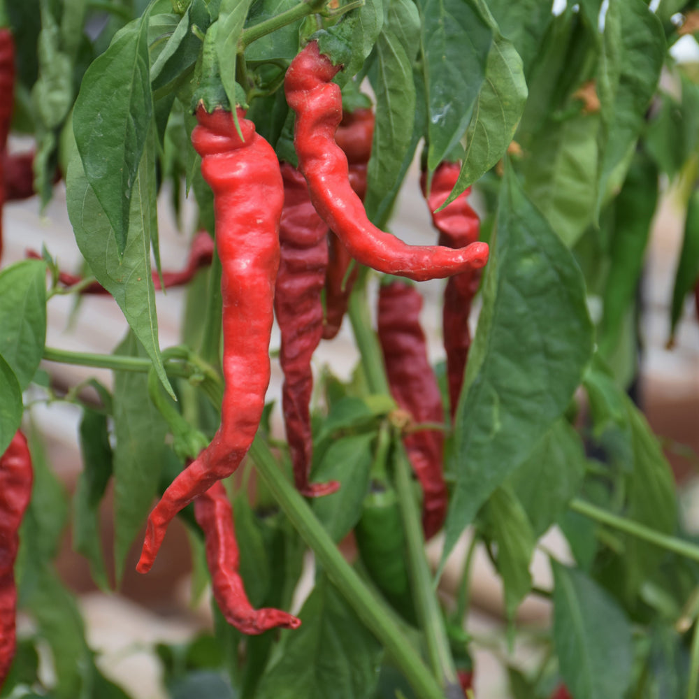 Seed- Hot Pepper Long Red Cayenne – Knippel Garden Centre