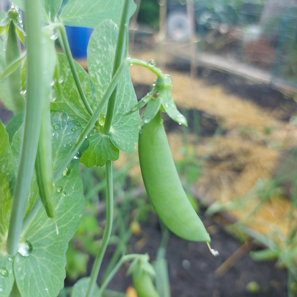 Seed- Snap Pea Sugar Snap Vine – Knippel Garden Centre