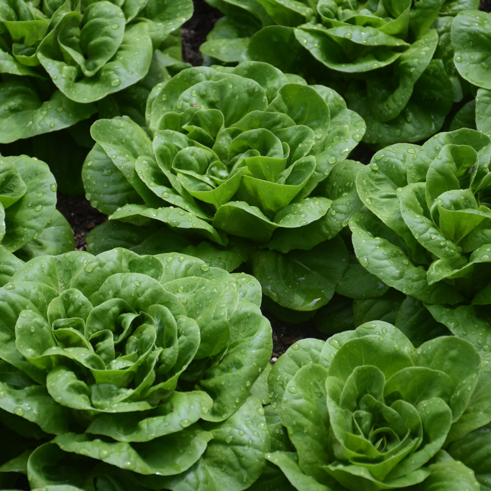 Seed- Head Lettuce Buttercrunch – Knippel Garden Centre