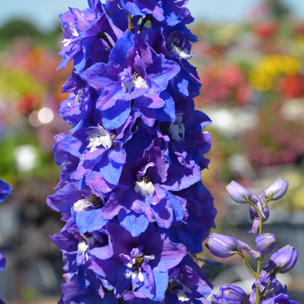 DELPHINIUM DASANTE BLUE – Knippel Garden Centre