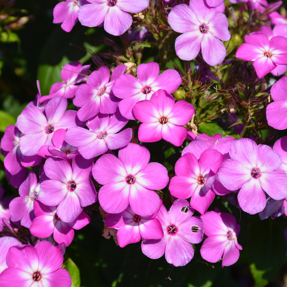 PHLOX FLAME PRO PURPLE – Knippel Garden Centre
