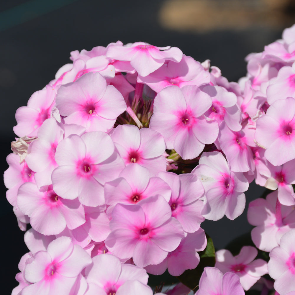 PHLOX KA POW SOFT PINK – Knippel Garden Centre