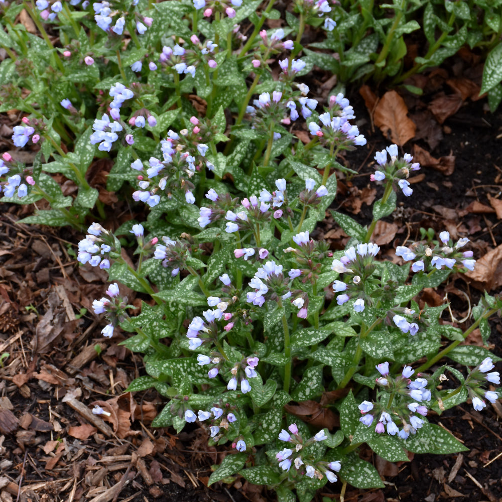 PULMONARIA TWINKLE TOES – Knippel Garden Centre