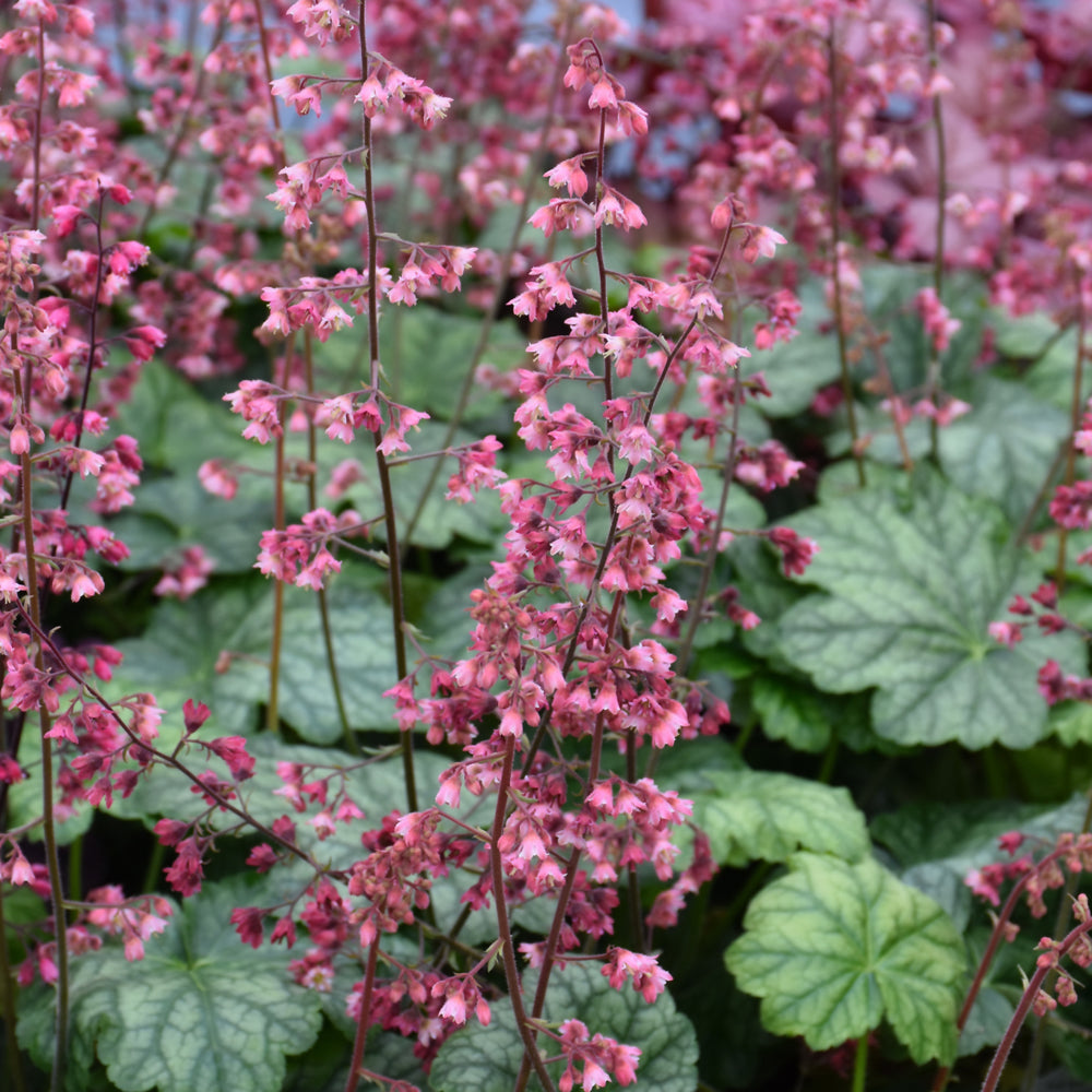 HEUCHERA BERRY TIMELESS – Knippel Garden Centre