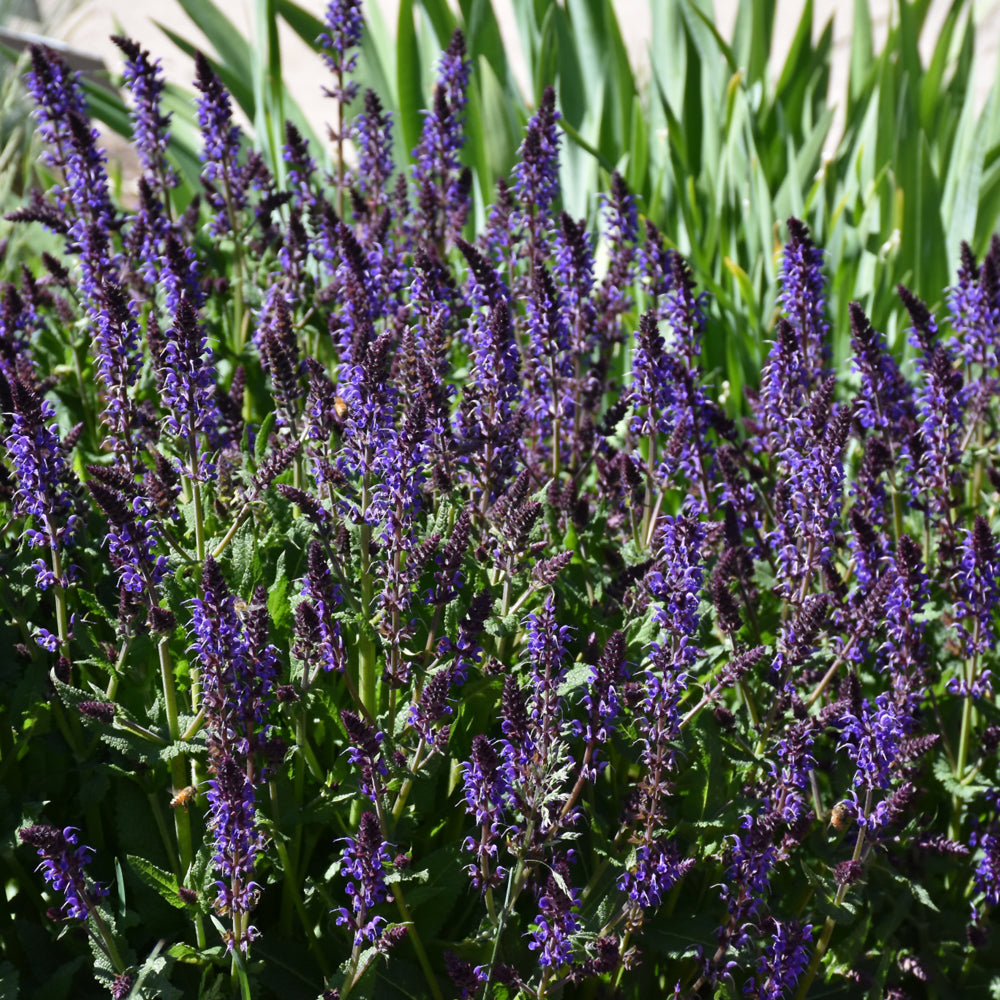 SALVIA VIOLET RIOT – Knippel Garden Centre