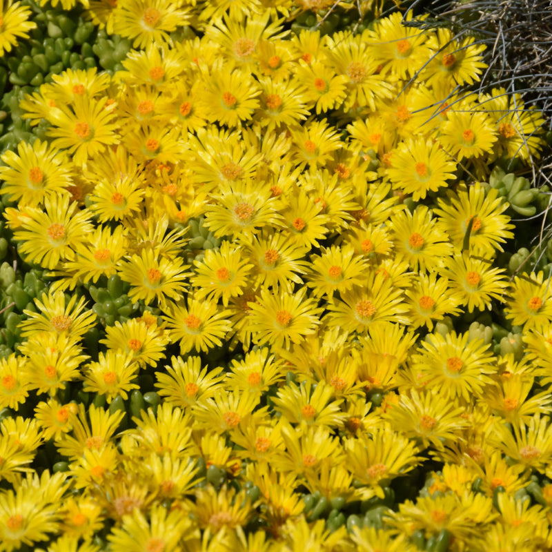DELOSPERMA NUBIGENUM – Knippel Garden Centre