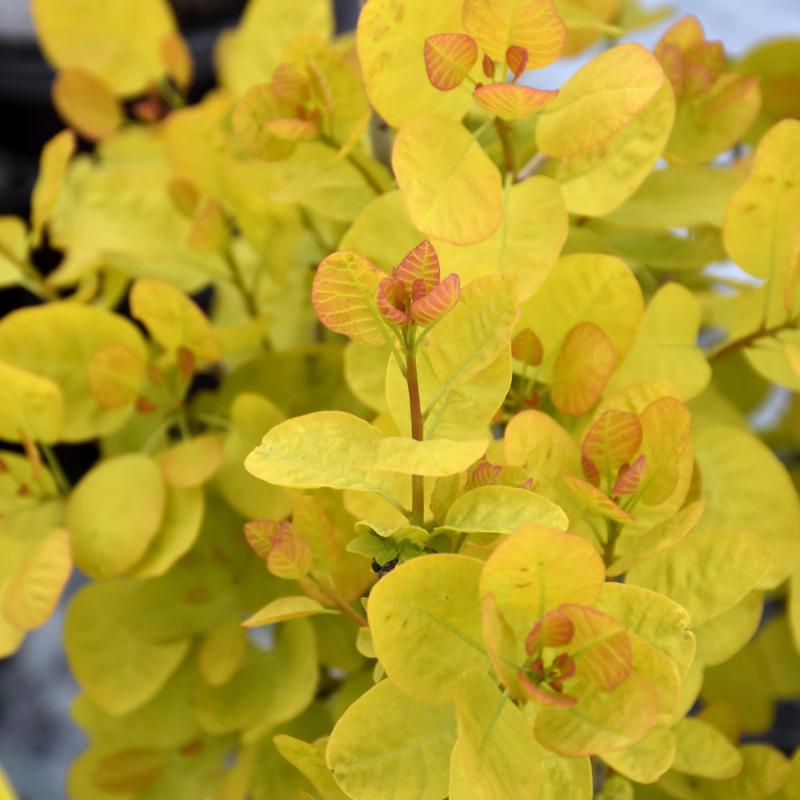 SMOKEBUSH WINECRAFT GOLD – Knippel Garden Centre
