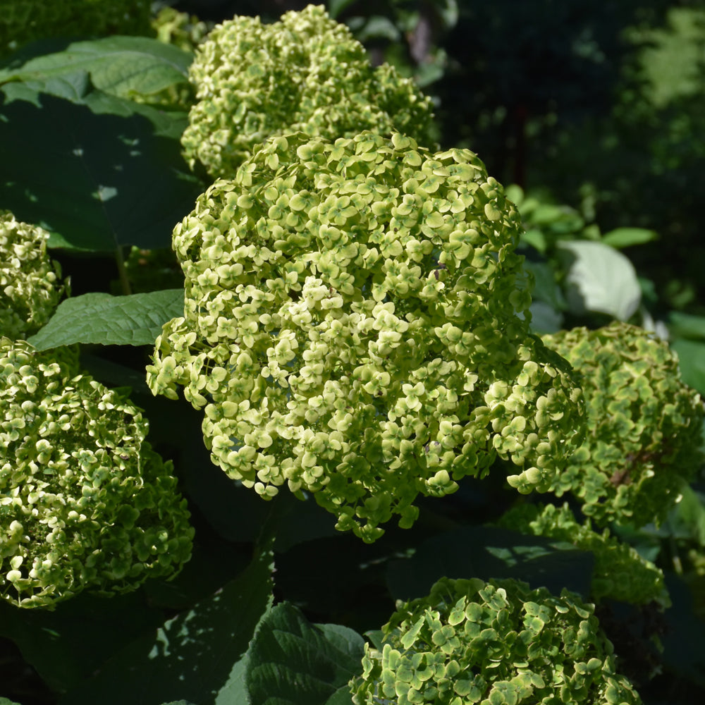 HYDRANGEA INVINCIBELLE SUBLIME – Knippel Garden Centre