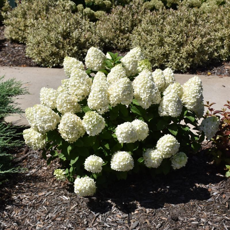 HYDRANGEA LITTLE LIME PUNCH – Knippel Garden Centre