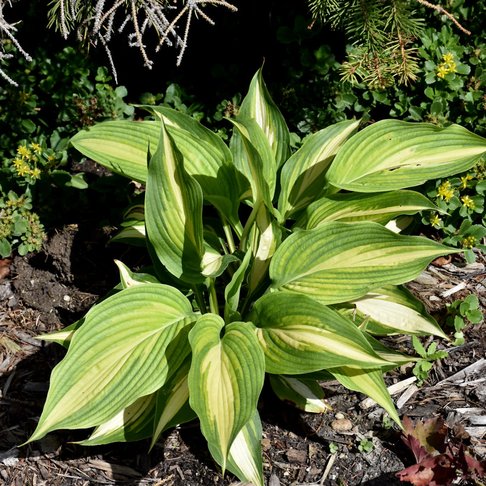 HOSTA LOVE STORY – Knippel Garden Centre