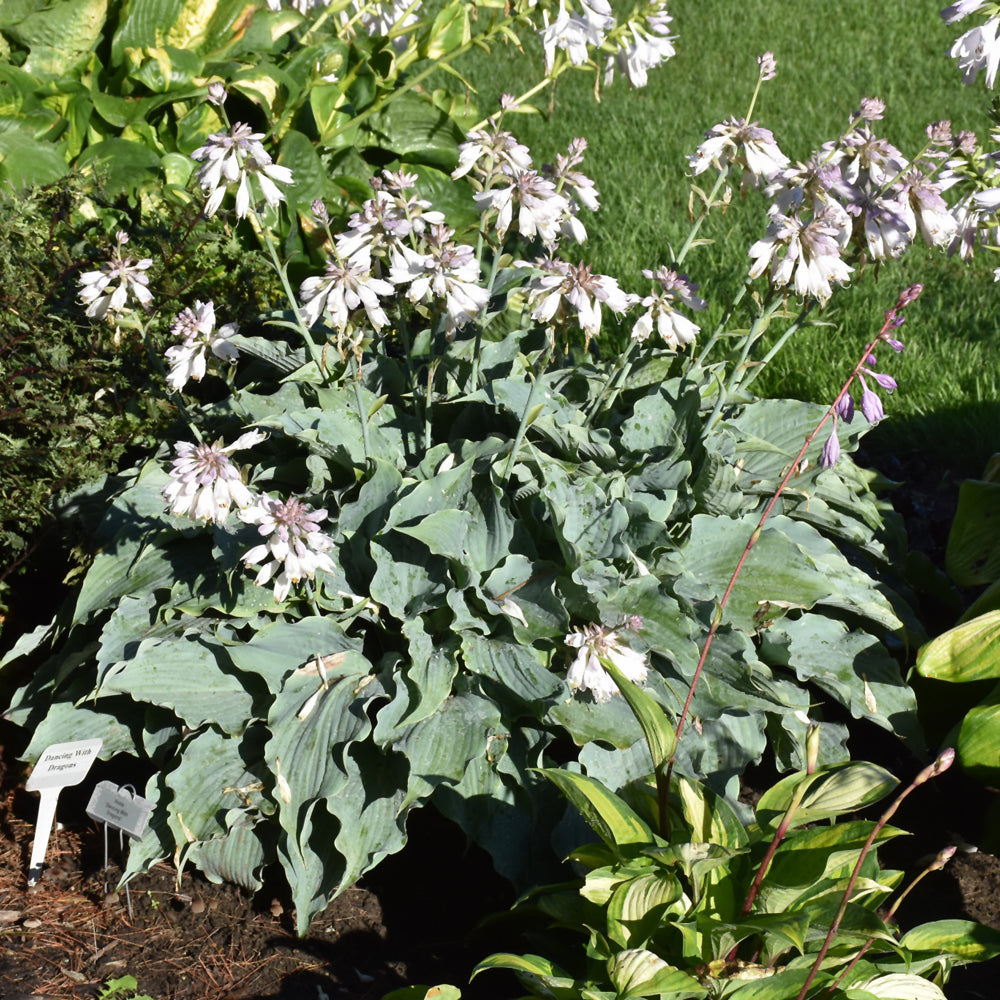 HOSTA DANCING WITH DRAGONS – Knippel Garden Centre