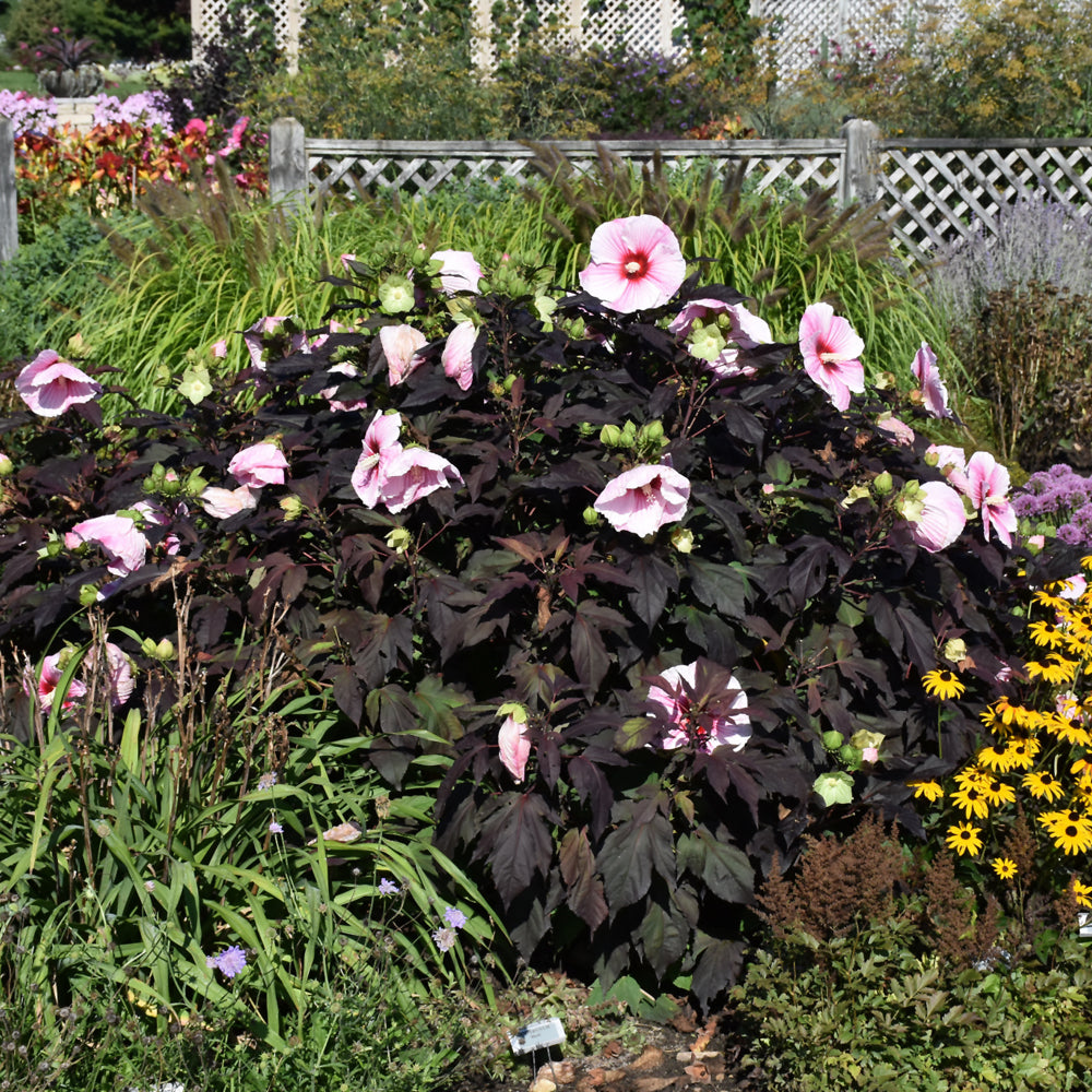 HIBISCUS STARRY STARRY NIGHT – Knippel Garden Centre