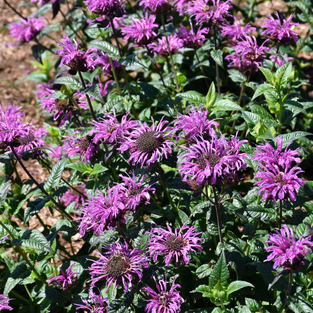 MONARDA LAVENDER TAFFETA BEEBALM – Knippel Garden Centre