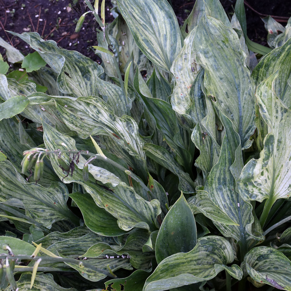 HOSTA EMPERORS NEW CLOTHES – Knippel Garden Centre