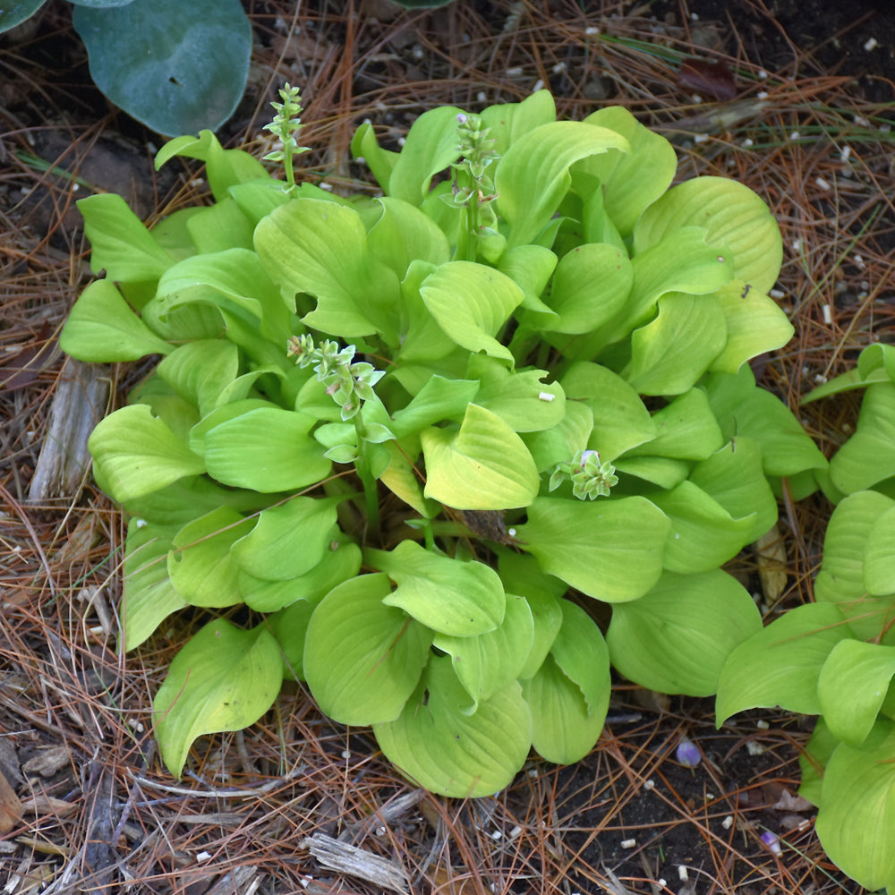 HOSTA SUN MOUSE – Knippel Garden Centre