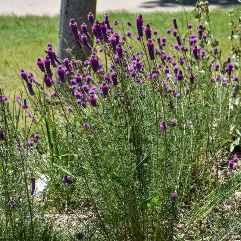 DALEA PURPUREA – Knippel Garden Centre
