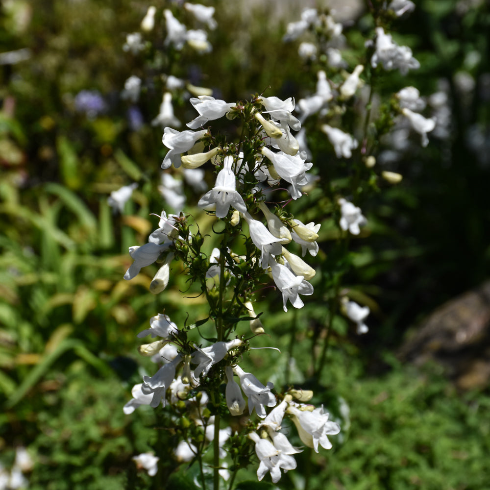 PENSTEMON DIGITALIS – Knippel Garden Centre