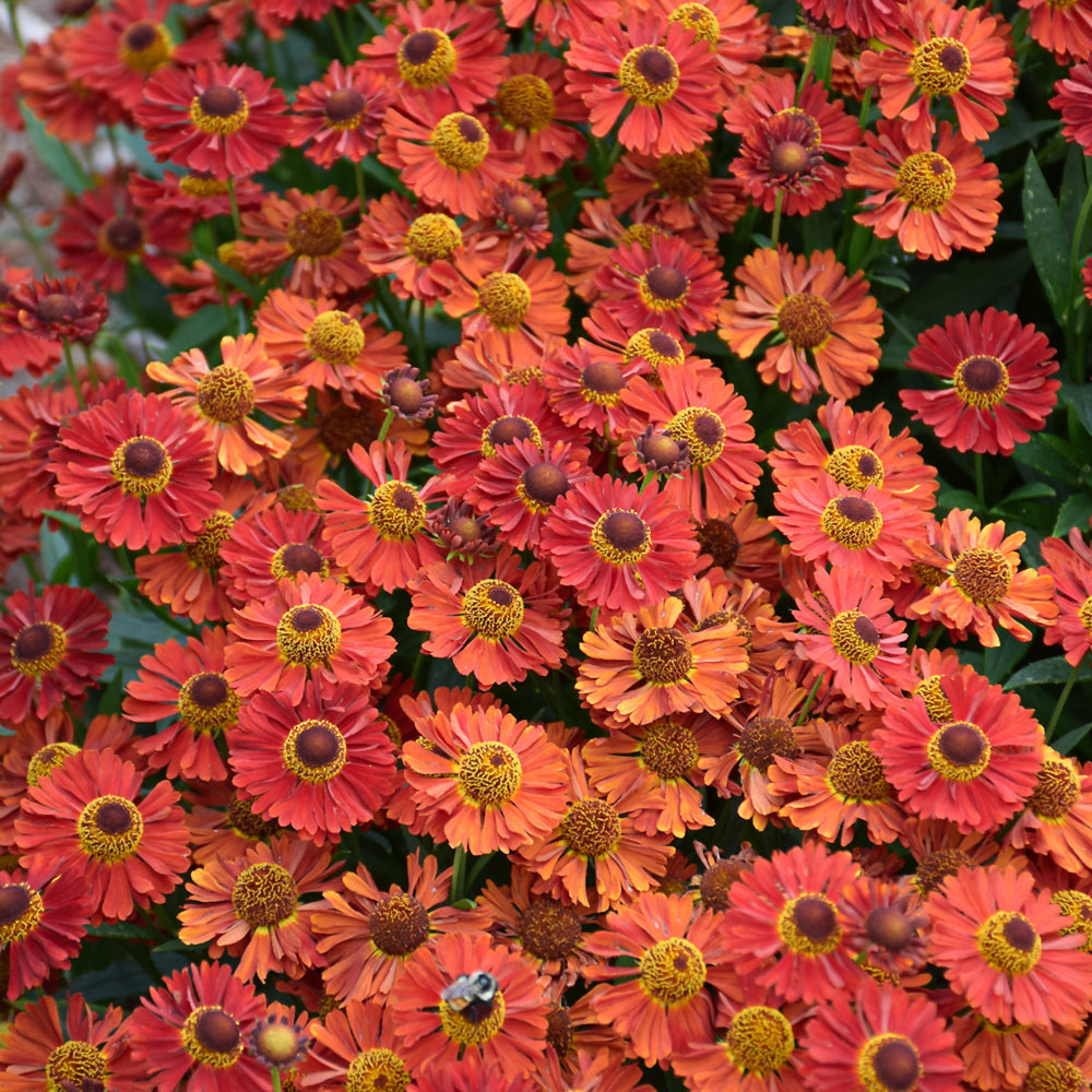 HELENIUM AUTUMNALE MARIACHI RANCHERA – Knippel Garden Centre
