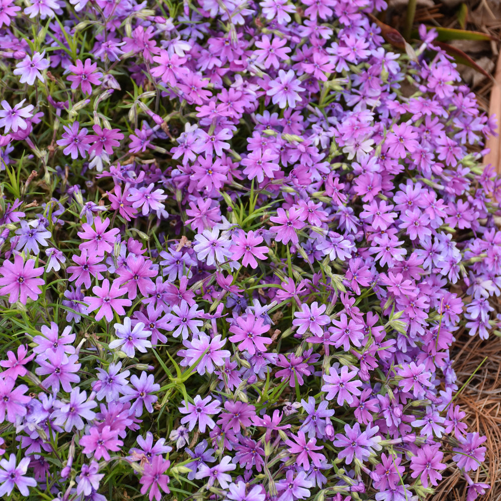PHLOX ROCKY ROAD GRAPE – Knippel Garden Centre