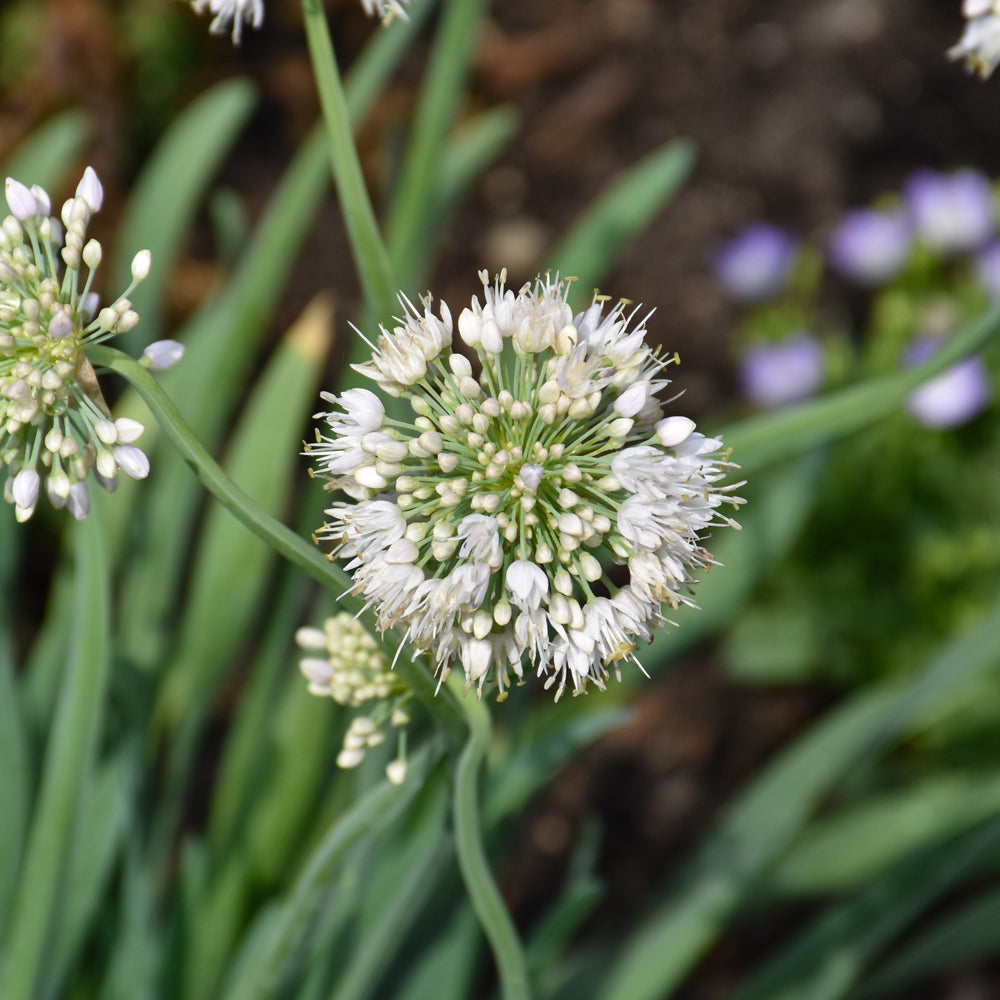 ALLIUM BOBBLEHEAD – Knippel Garden Centre