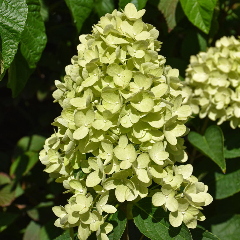 HYDRANGEA DRAGON BABY – Knippel Garden Centre